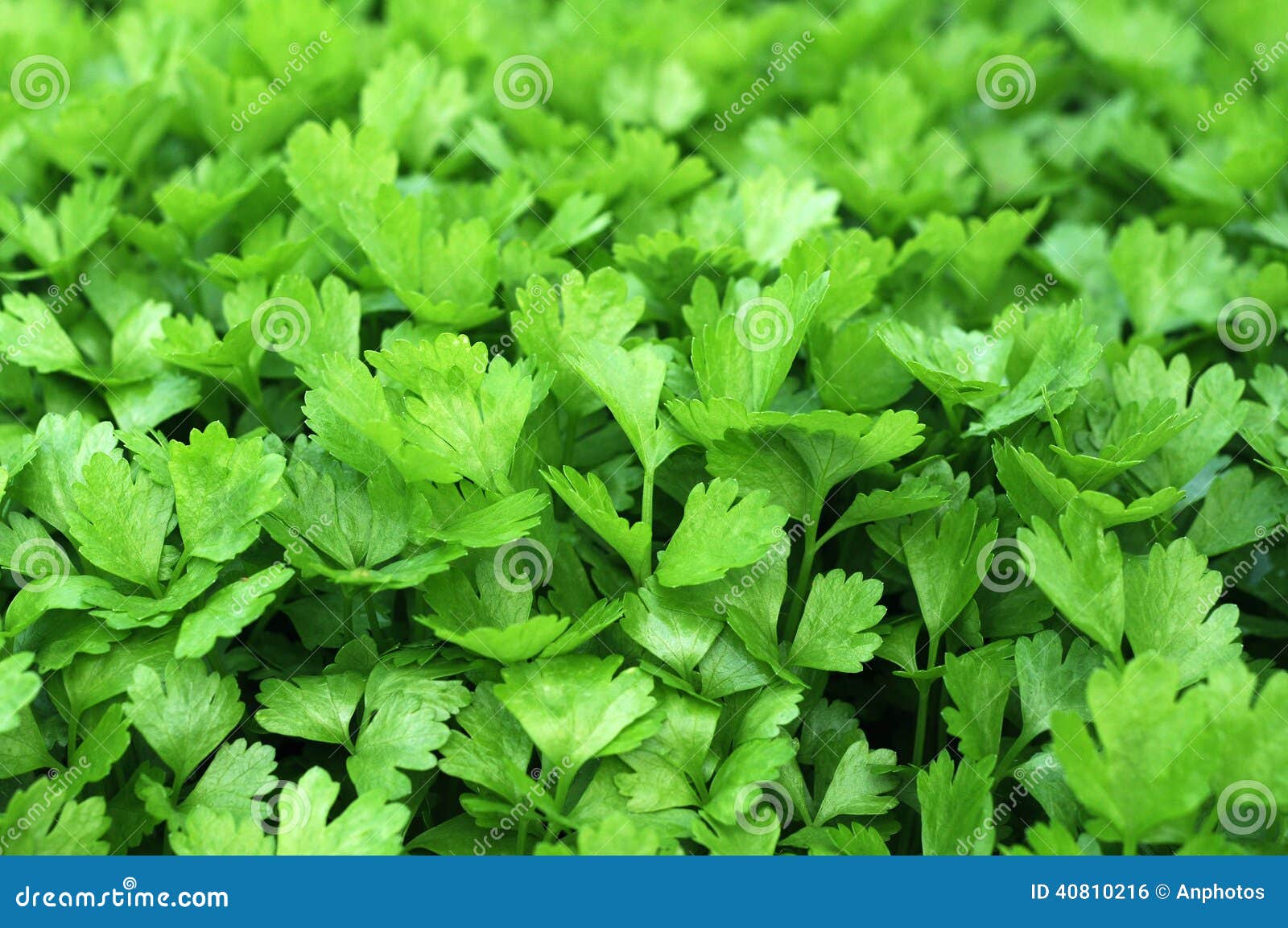 Cilantro foto de archivo. Imagen de cilantro, sabroso - 40810216