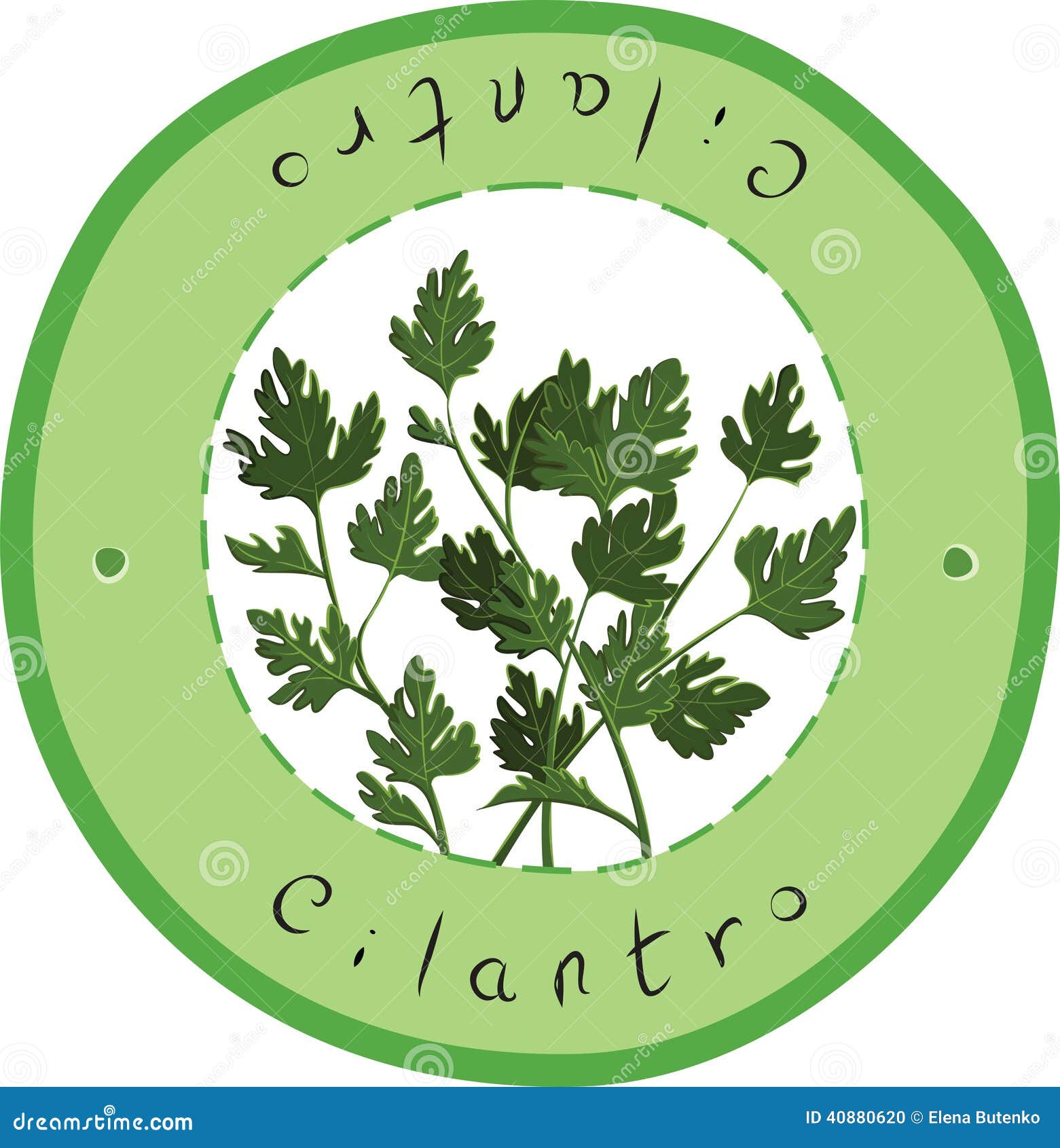 Cilantro Stock Illustrations, Vectors, & Clipart – (1,477 Stock ...