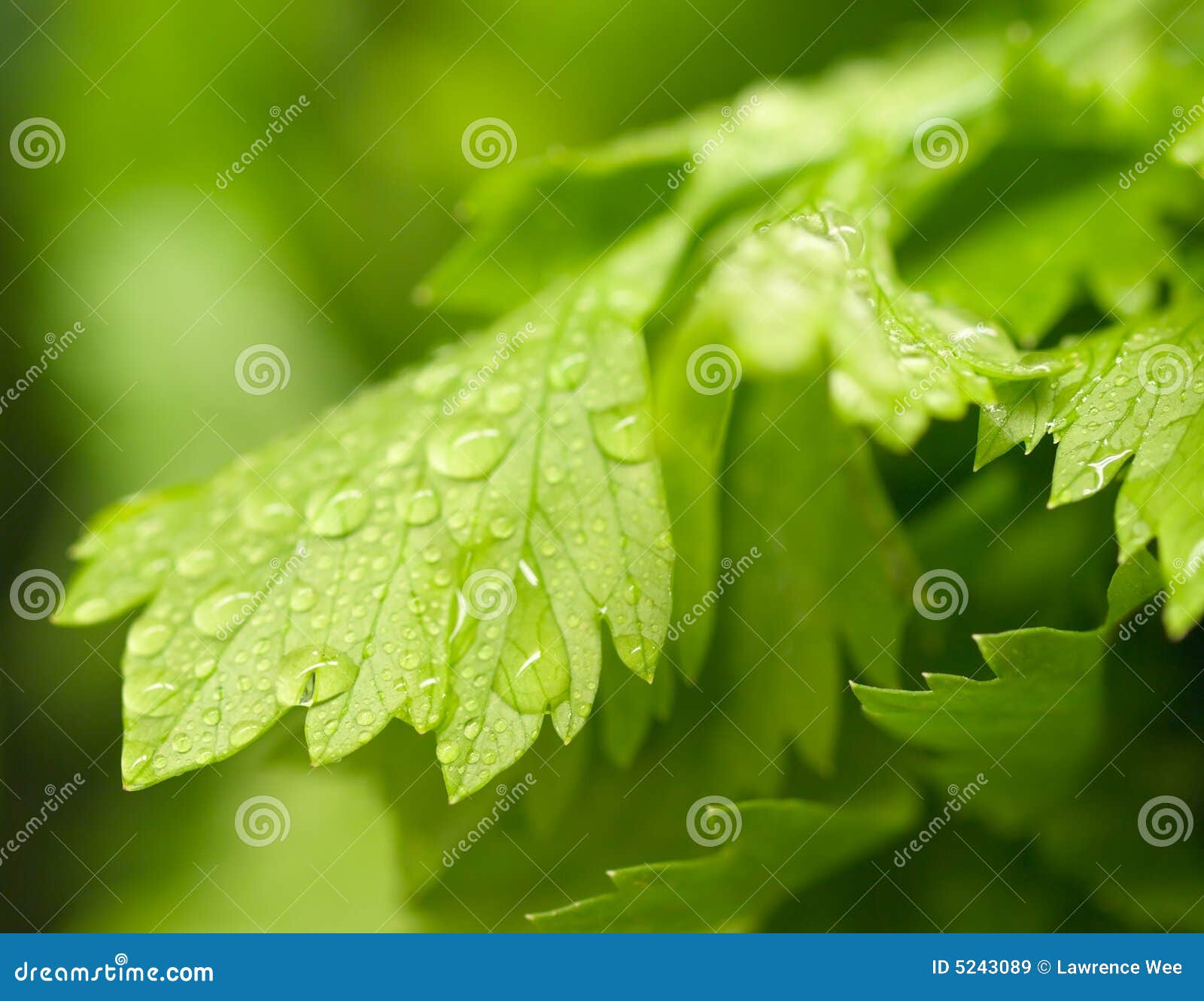 Cilantro stock image. Image of drops, water, bright, tips - 5243089