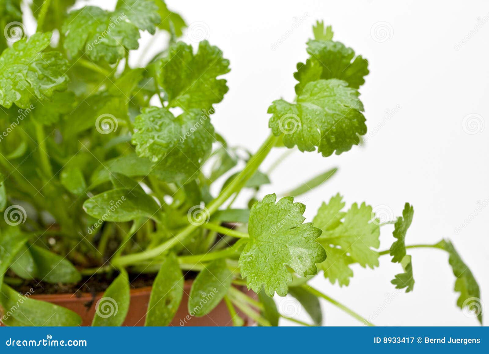 Cilantro stock image. Image of herbal, isolated, coriander - 8933417
