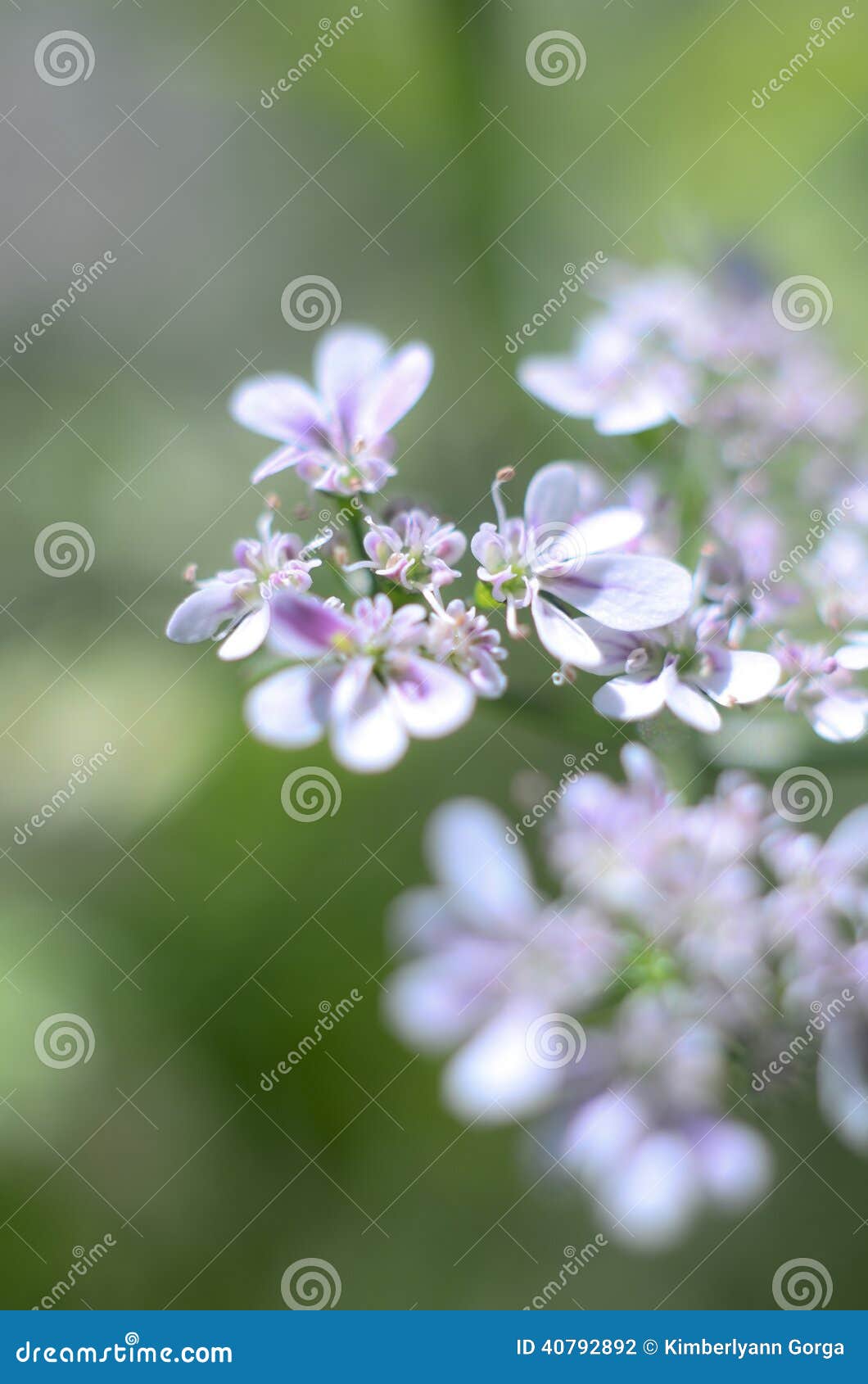 Corriander Flowers Stock Photos - Free & Royalty-Free Stock Photos from ...