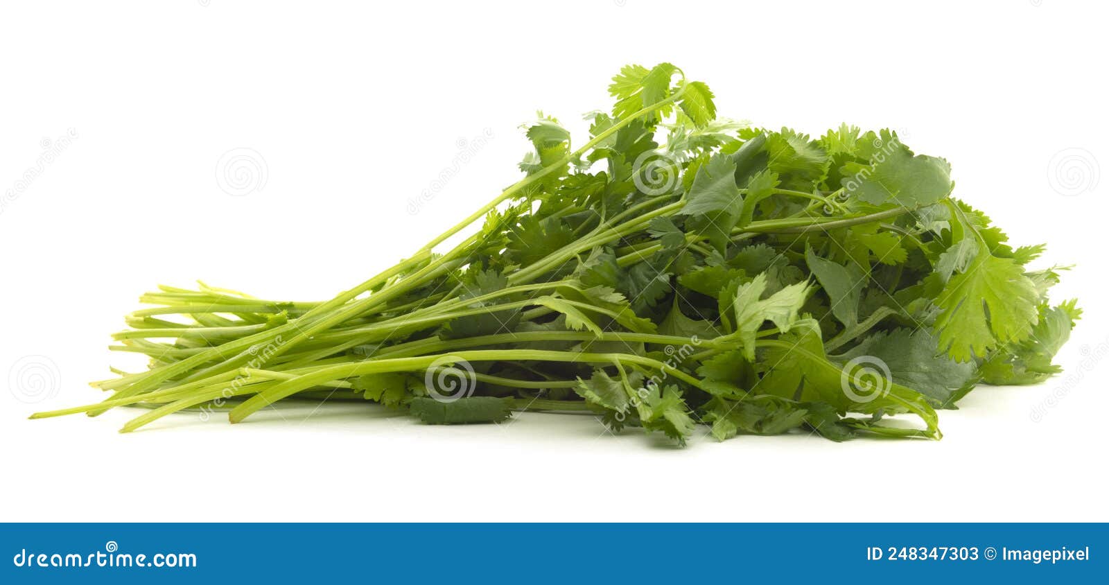 Isolated Cilantro Plant on White Stock Image - Image of vegetarian ...
