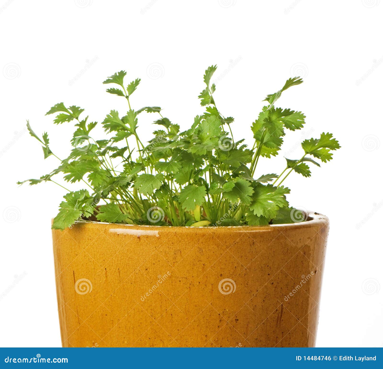 Cilantro in Ceramic Pot stock photo. Image of produce - 14484746