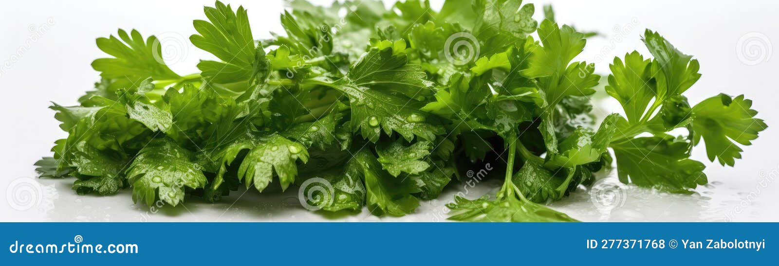 Cilantro with Droplets Standing on White Background Wide Panoramic ...