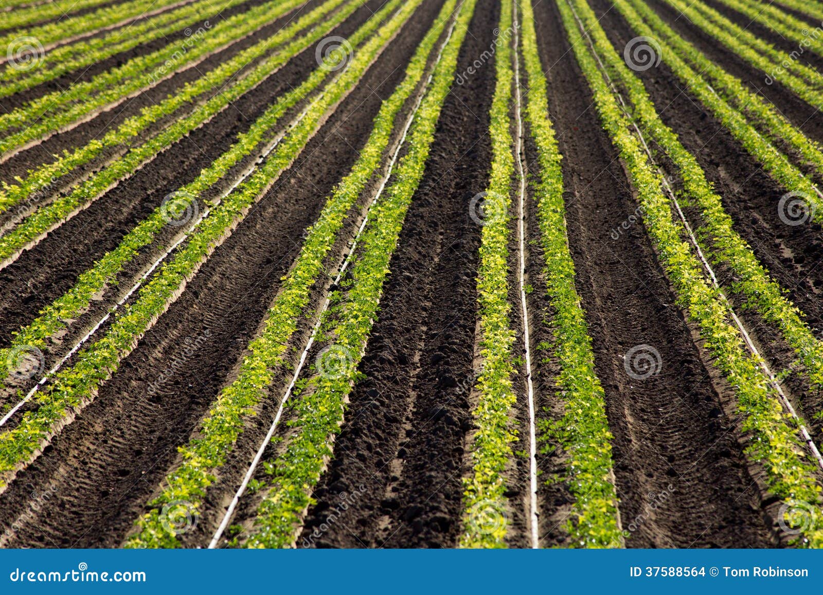 Cilantro Farm Crop Rows stock photo. Image of agricultural - 37588564