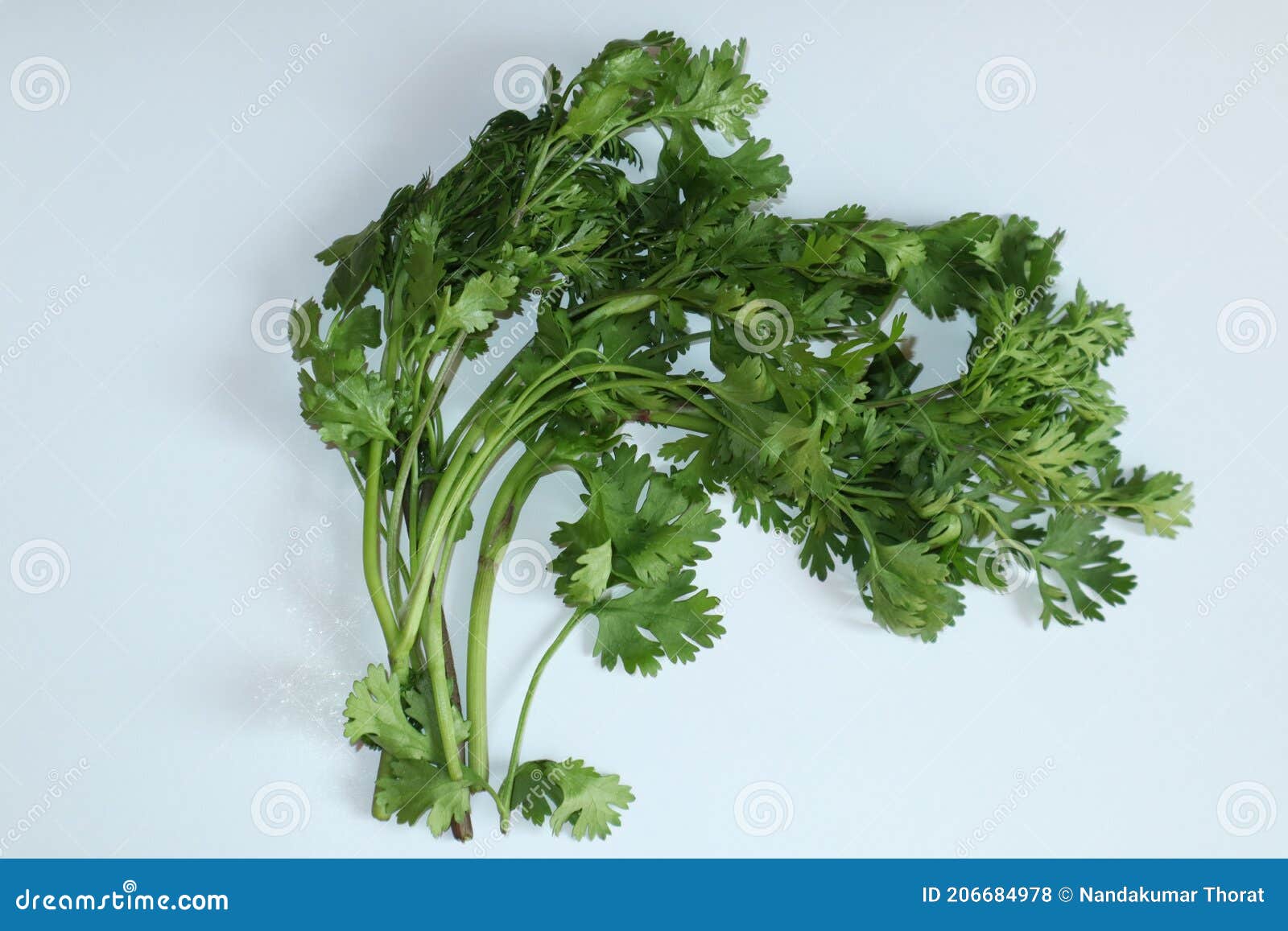 Cilantro Fresco En El Blanco Aislado Foto de archivo - Imagen de plato ...