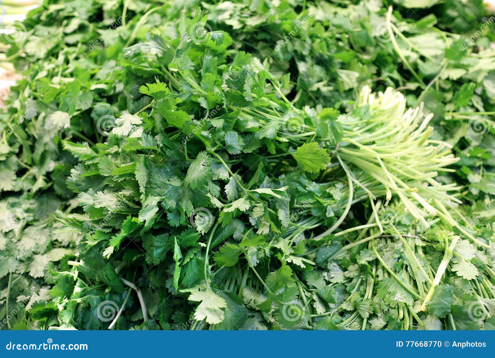 Cilantro stock photo. Image of cilantro, sativum, kitchen - 77668770
