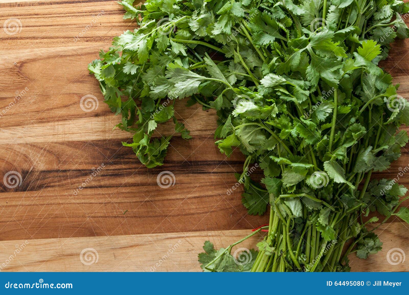 Cilantro stock photo. Image of fare, eatable, foodstuff - 64495080