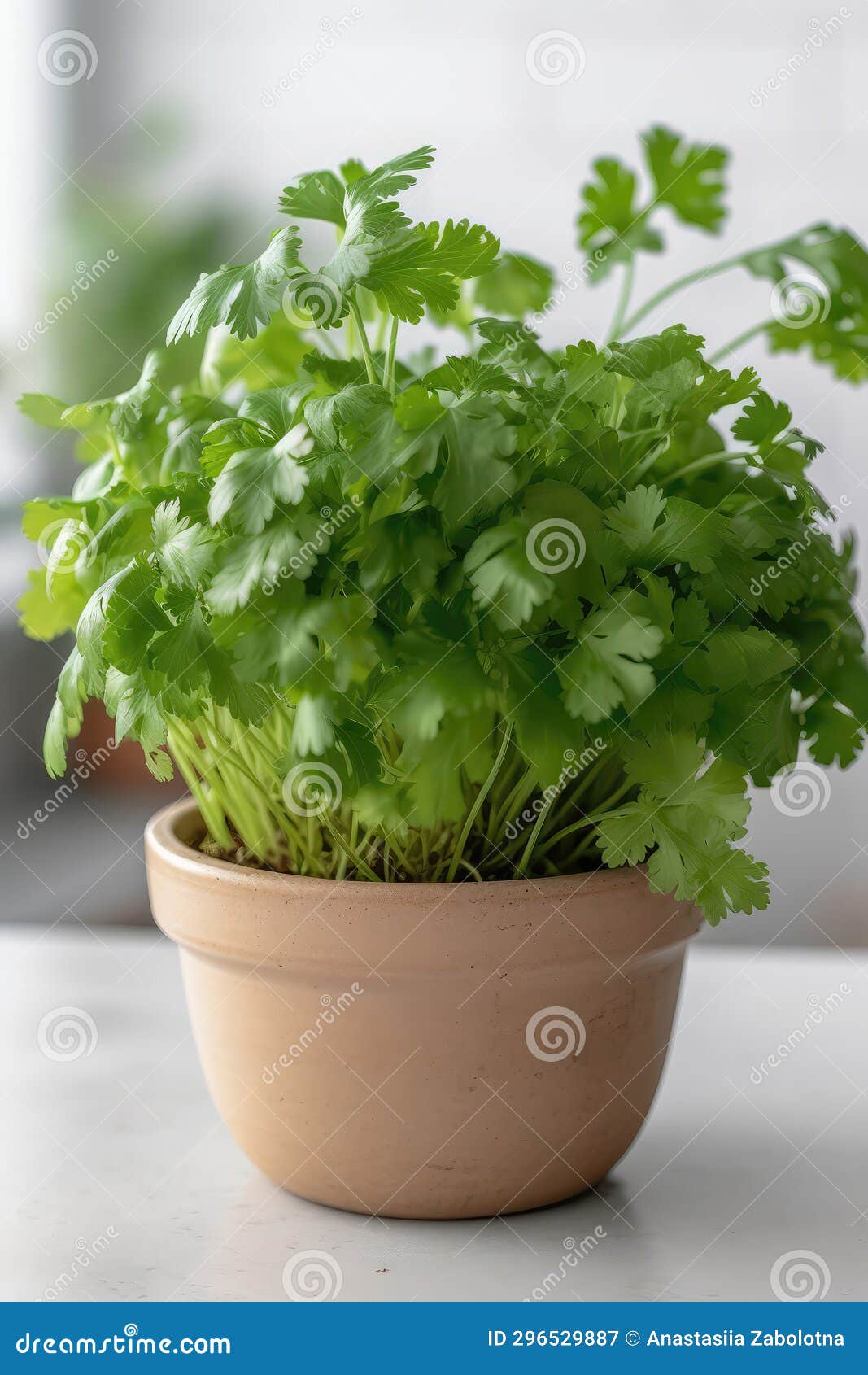 Cilantro Growing in White Pot on White Background. Generative AI Stock ...