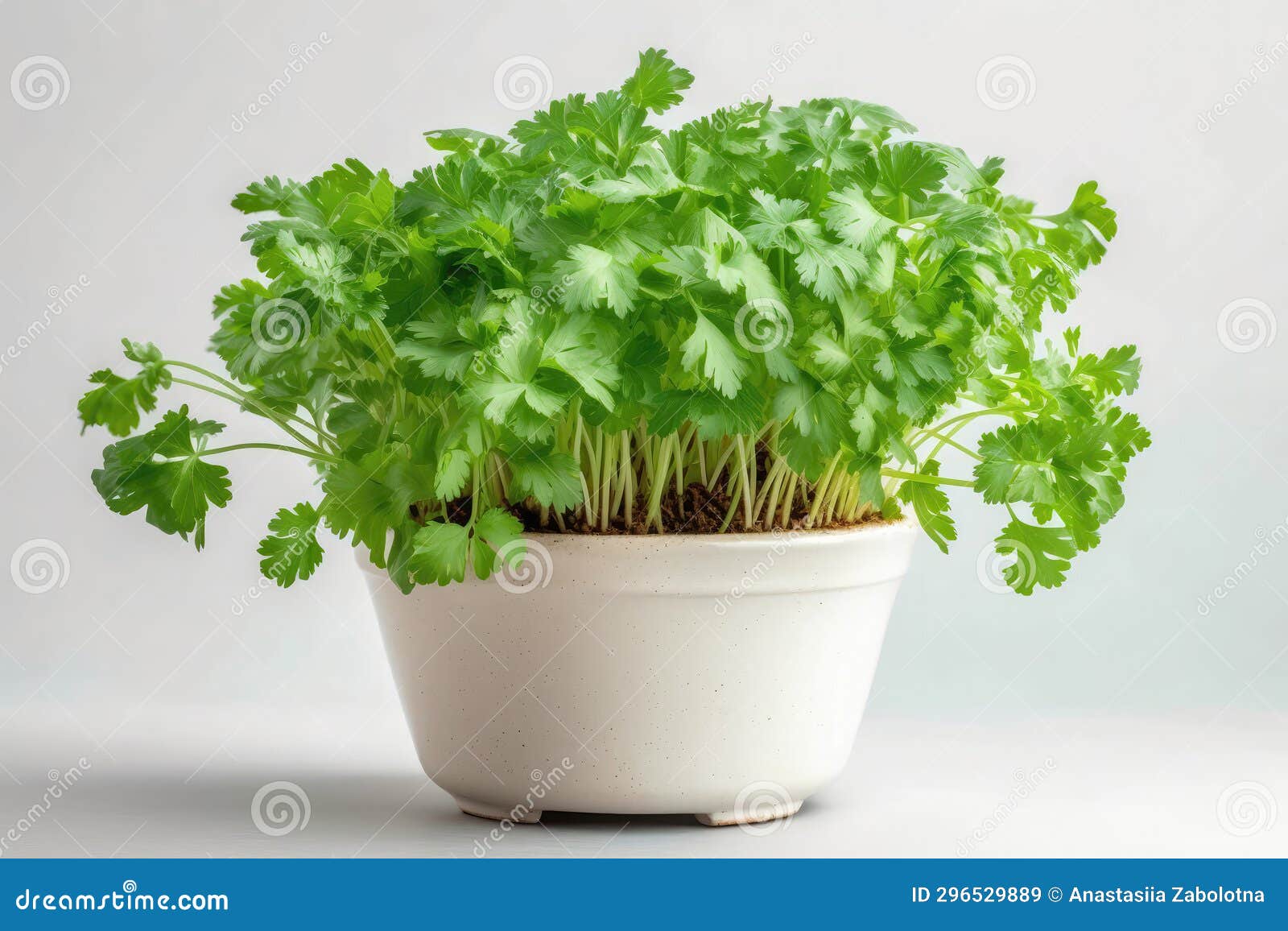 Cilantro Growing in White Pot on White Background. Generative AI Stock ...
