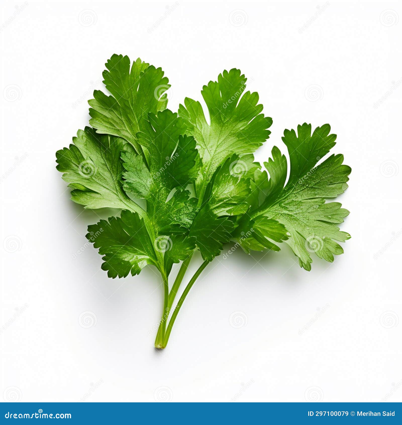 Cilantro Isolated on White Background, AI Generative Stock Illustration ...