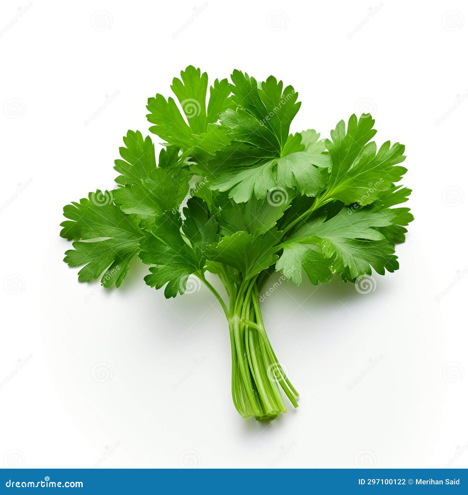 Cilantro Isolated On A White Background. Isolation Stock Photo ...