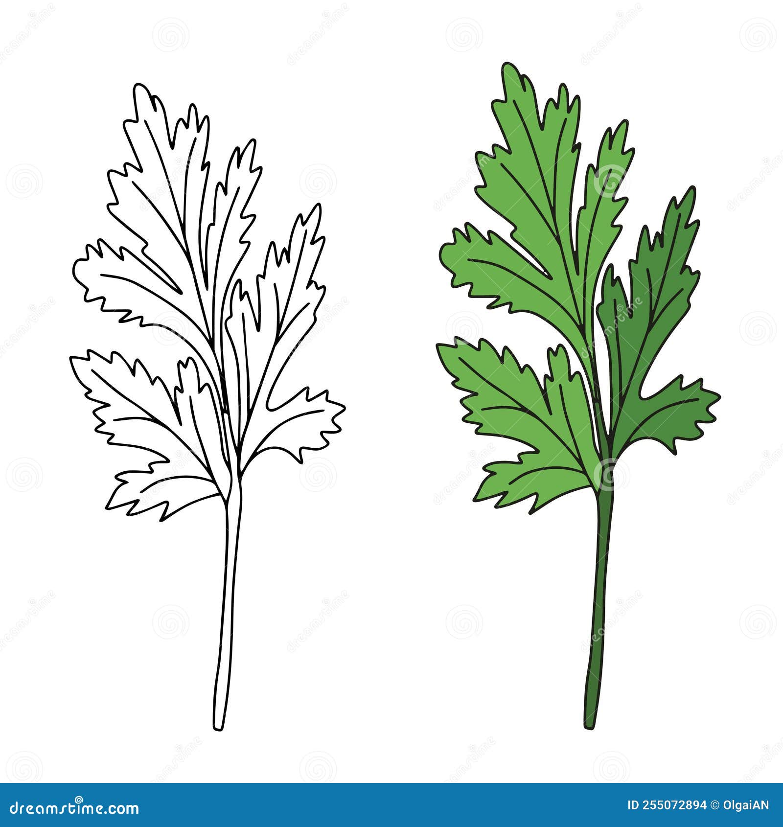Cilantro Isolated on White Background. Vector Illustration of Fragrant ...