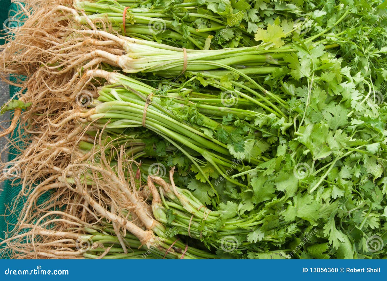 Cilantro orgánico foto de archivo. Imagen de primer, sano - 13856360
