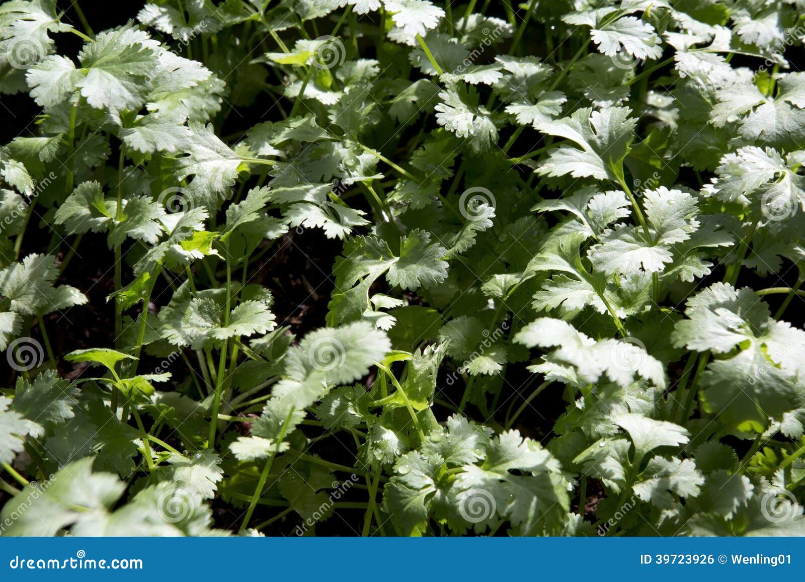 Cilantro stock photo. Image of ingredients, growing, vegetables - 39723926