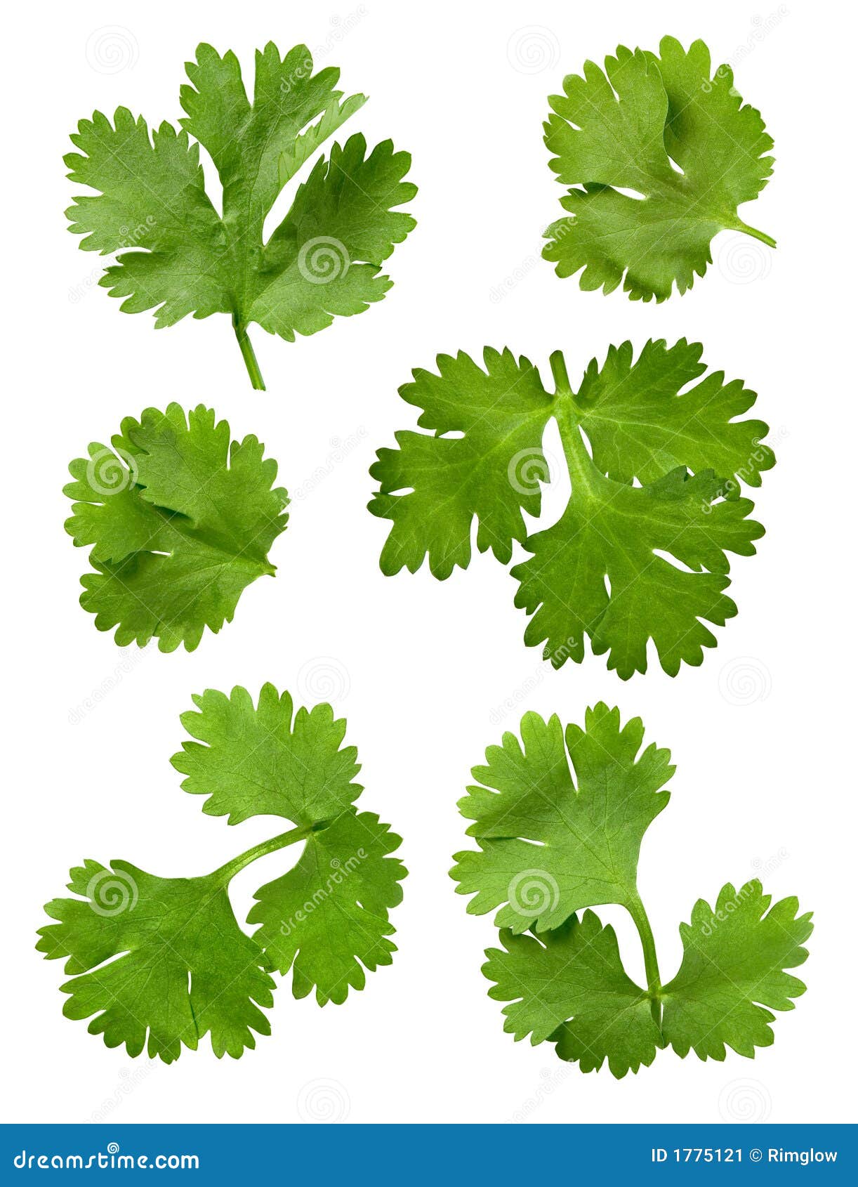 Cilantro (Parsley) stock image. Image of dinner, vitamin - 1775121