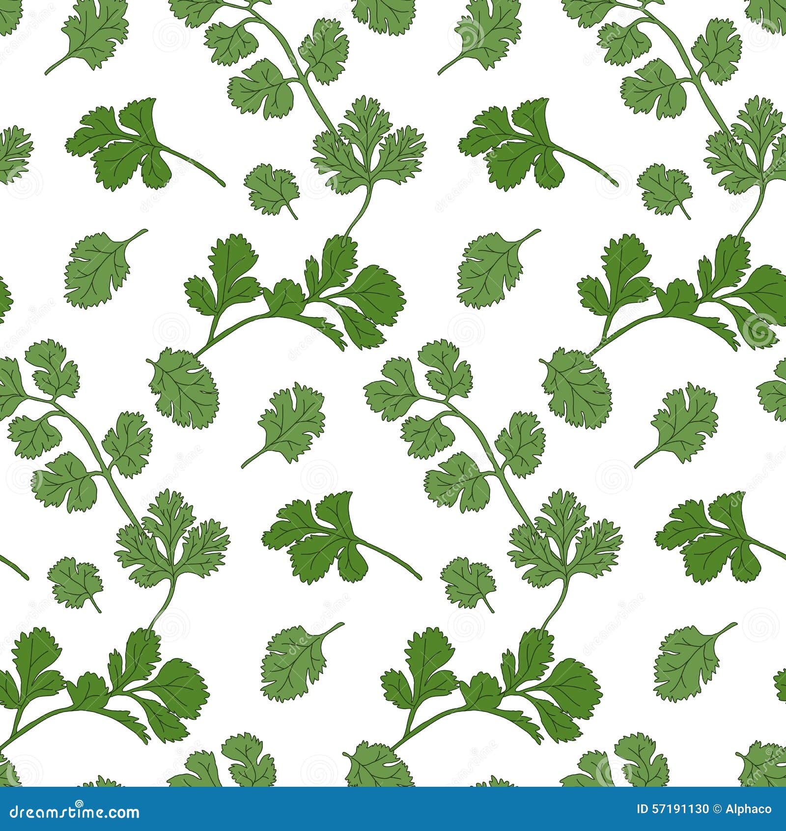 Cilantro pattern stock vector. Illustration of pattern - 57191130