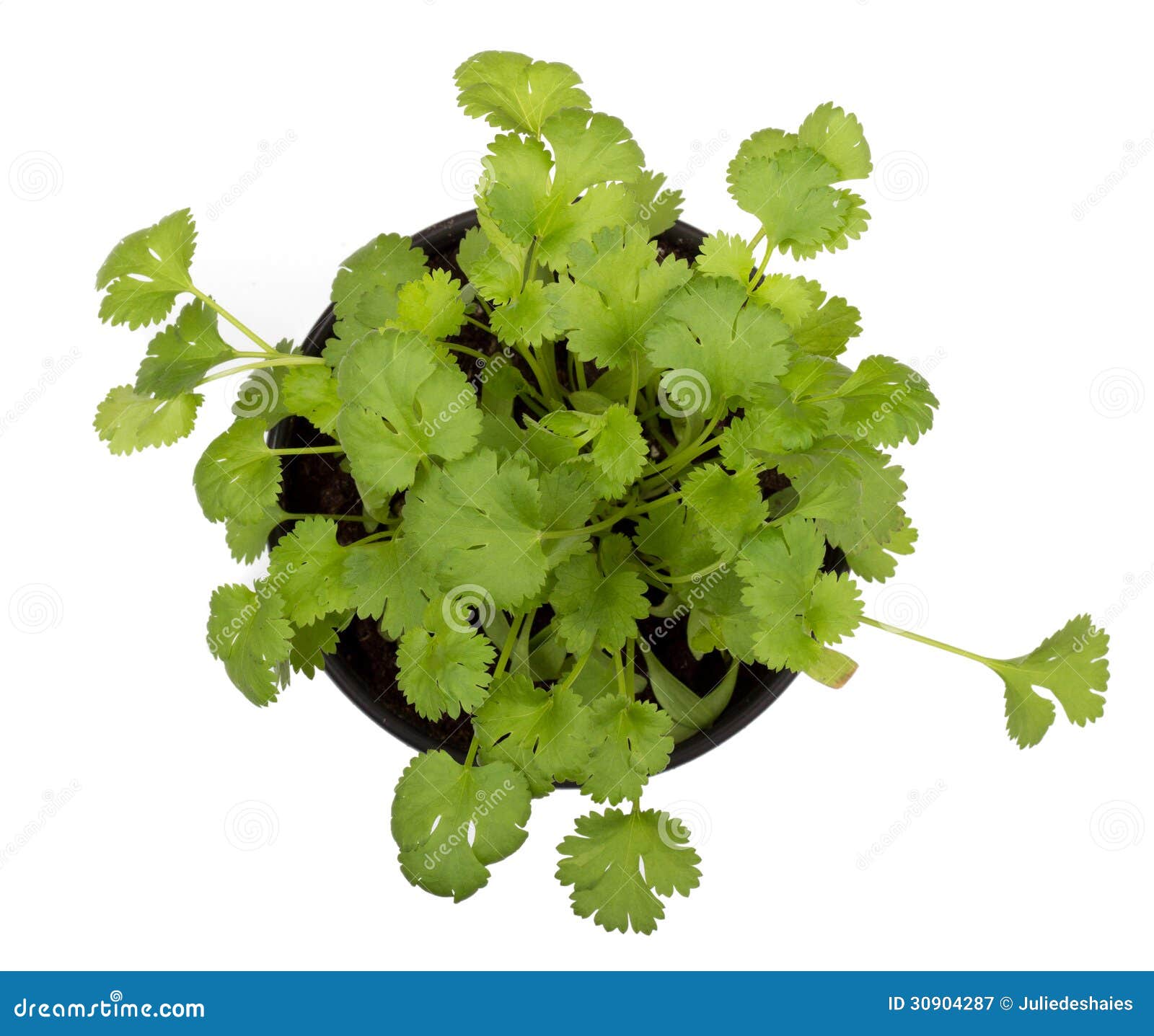 Cilantro plant stock image. Image of gardening, flower - 30904287