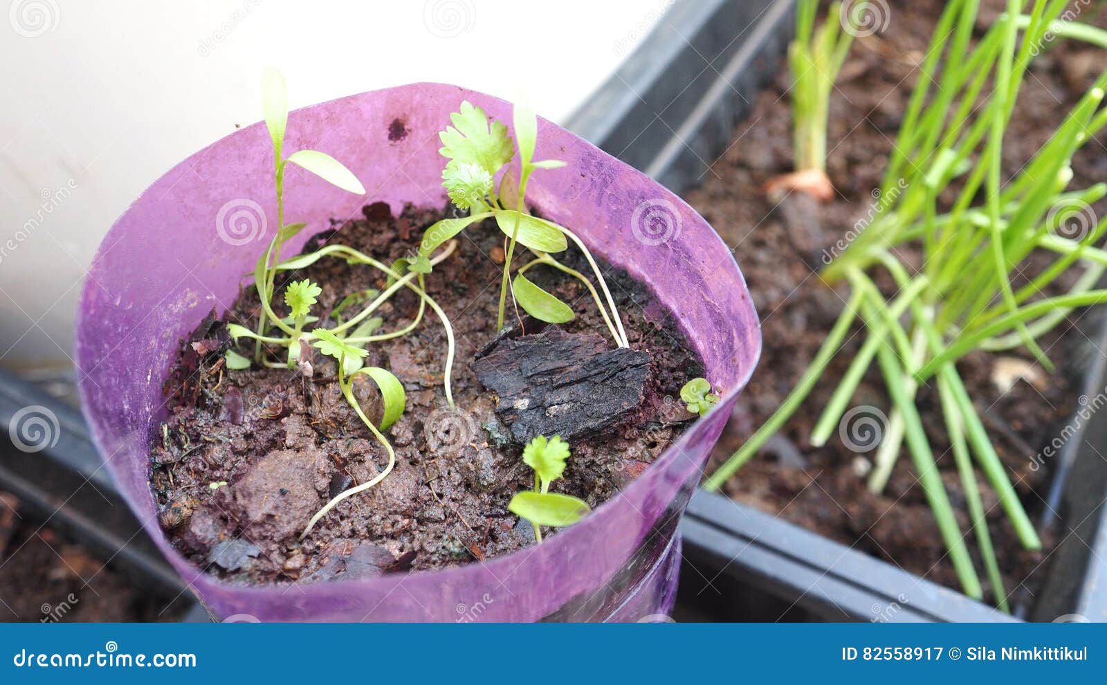 Cilantro in the Plastic Bottle Recycle Idea Stock Image - Image of ...