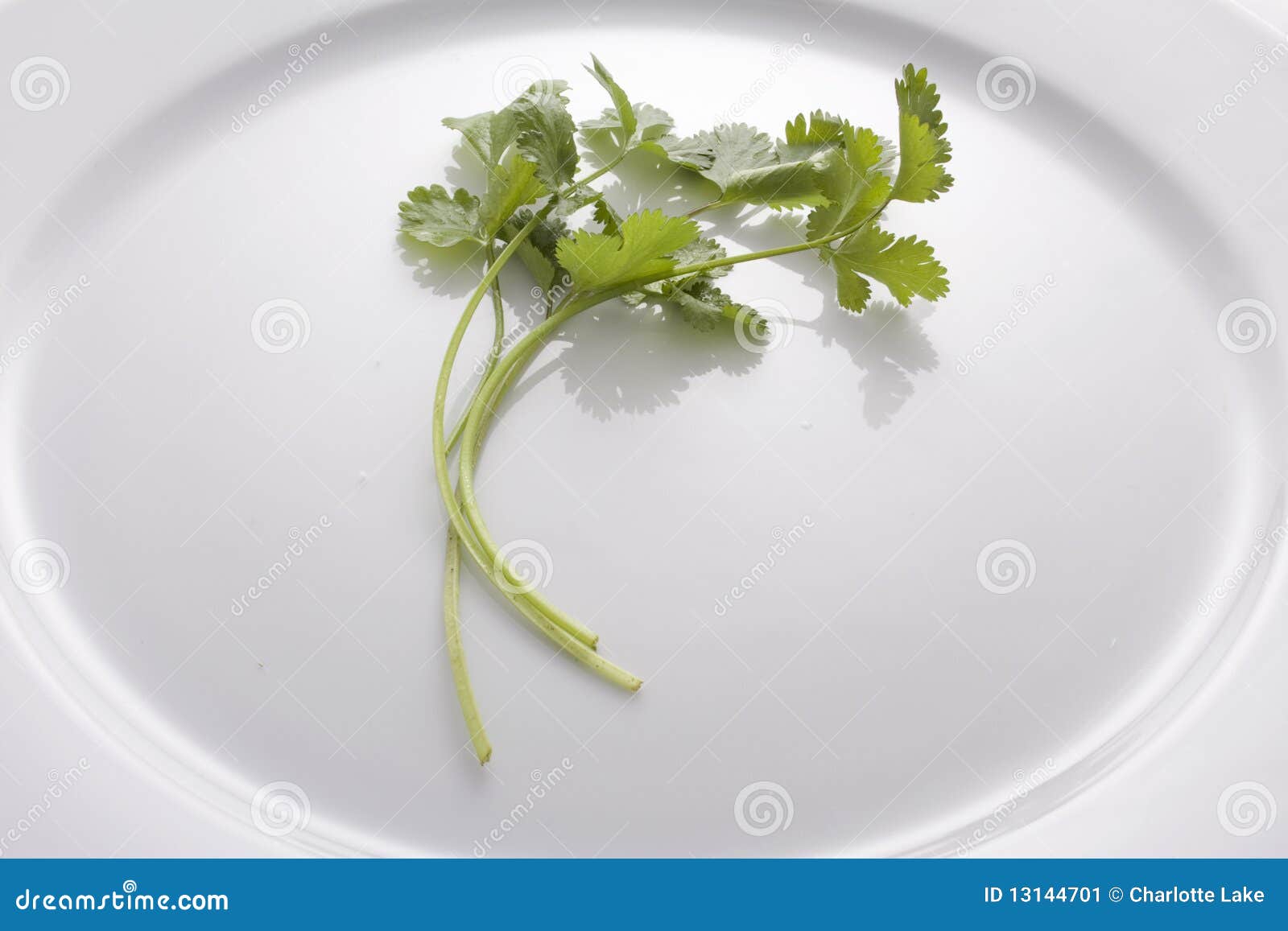 Cilantro on Plate stock image. Image of food, temptation - 13144701