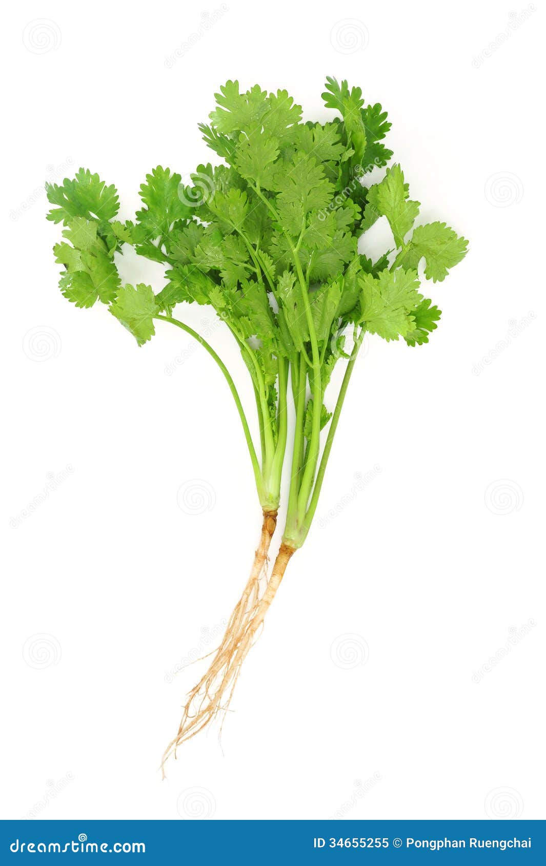 Cilantro stock image. Image of organic, seasoning, ingredient - 34655255