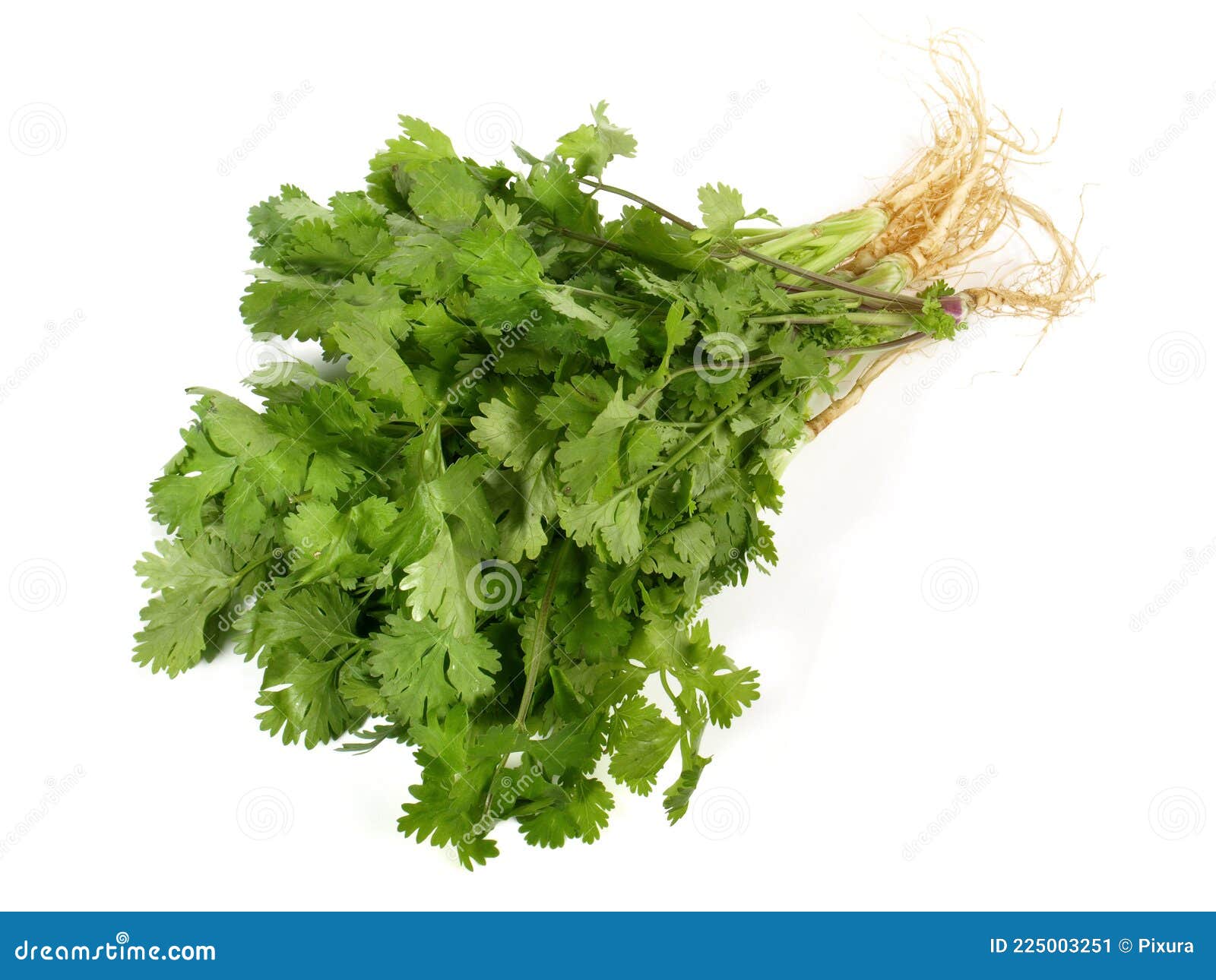 Cilantro Roots with Leaves on White Background - Isolated Stock Image ...