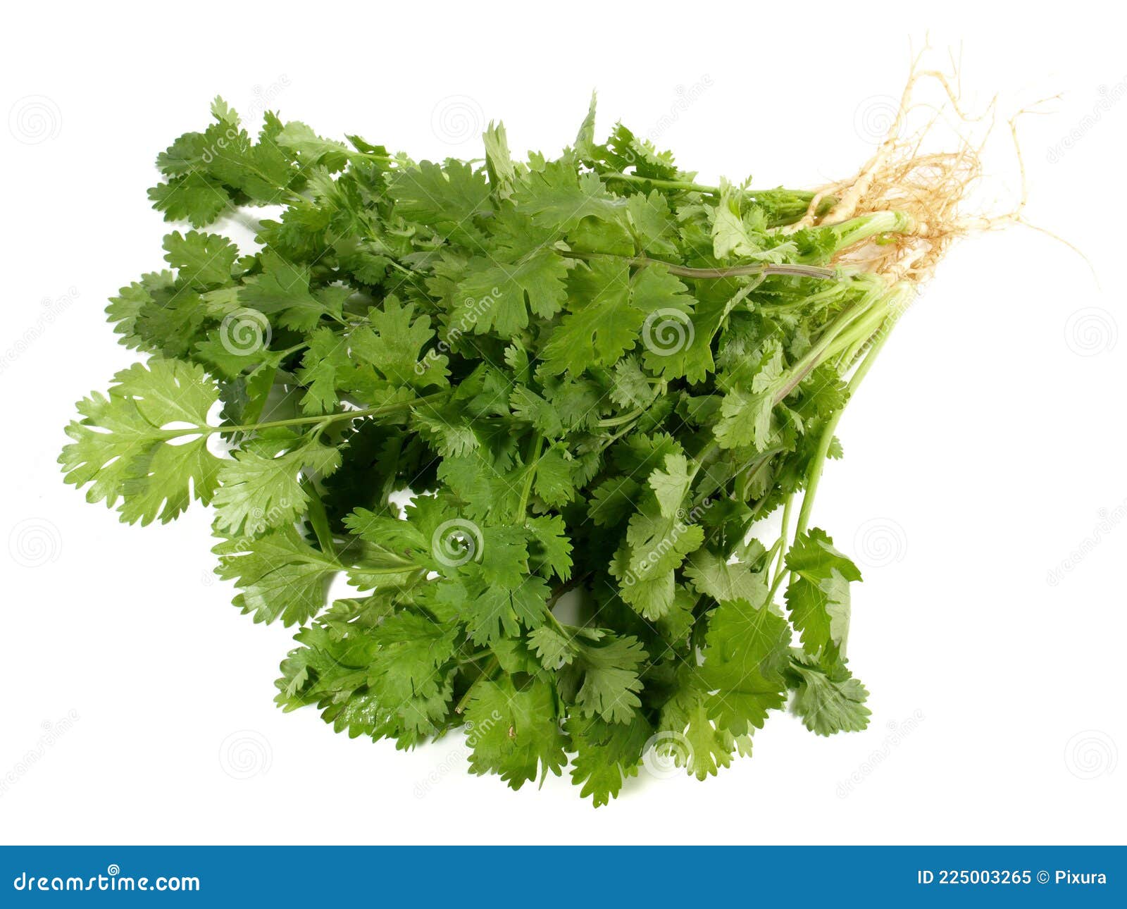 Cilantro Roots with Leaves on White Background - Isolated Stock Image ...