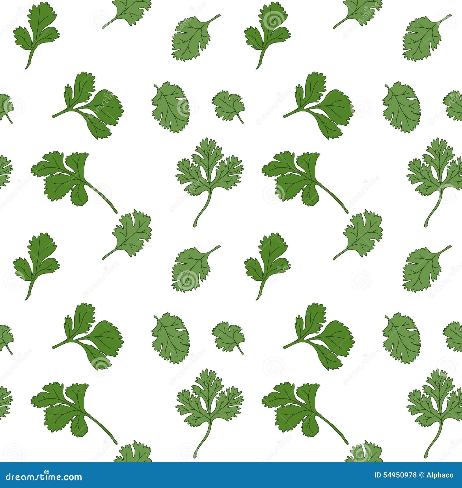 Cilantro seamless pattern stock vector. Illustration of nature - 54950978
