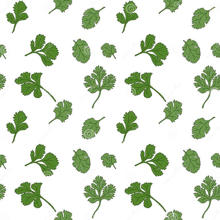 Cilantro seamless pattern stock vector. Illustration of nature - 54950978