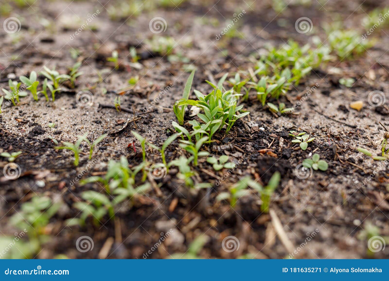 Cilantro Sprouts in a Greenhouse Stock Image - Image of green, ground ...