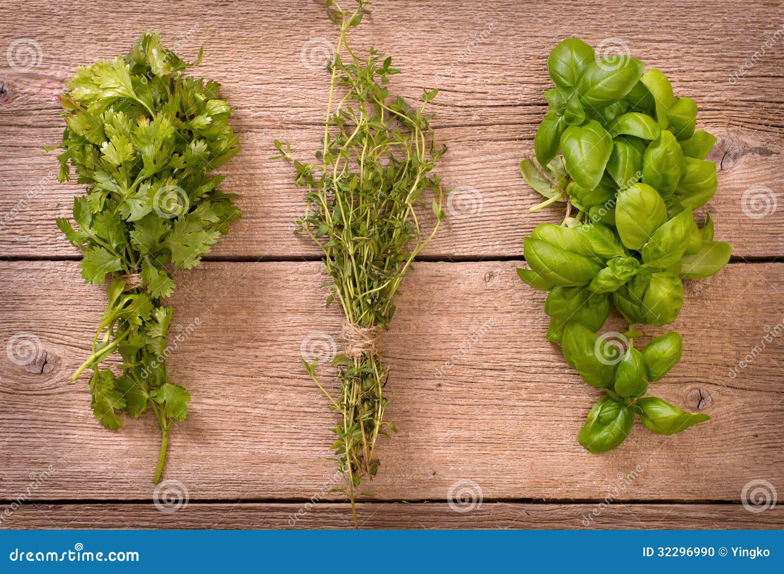 Cilantro thyme and basil stock photo. Image of basil - 32296990