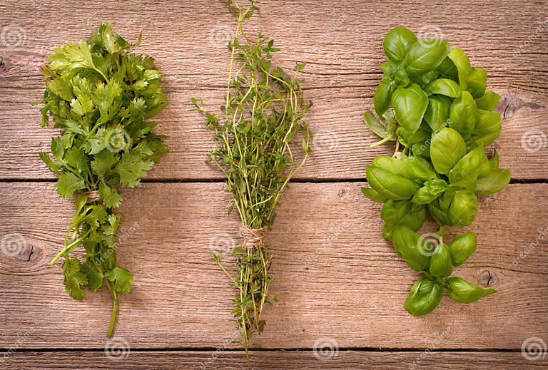 Cilantro thyme and basil stock photo. Image of basil - 32296990