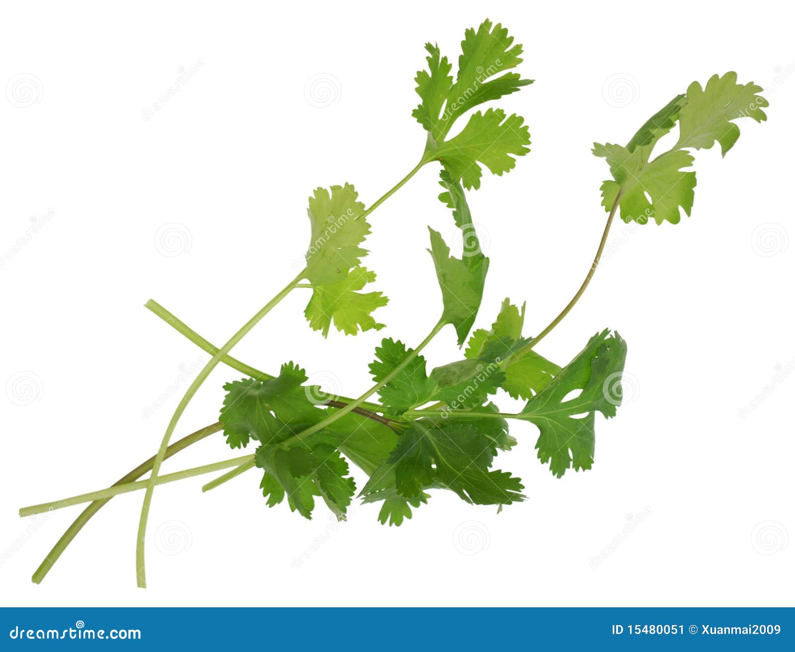 Cilantro vegetable stock image. Image of ingredient, isolated - 15480051