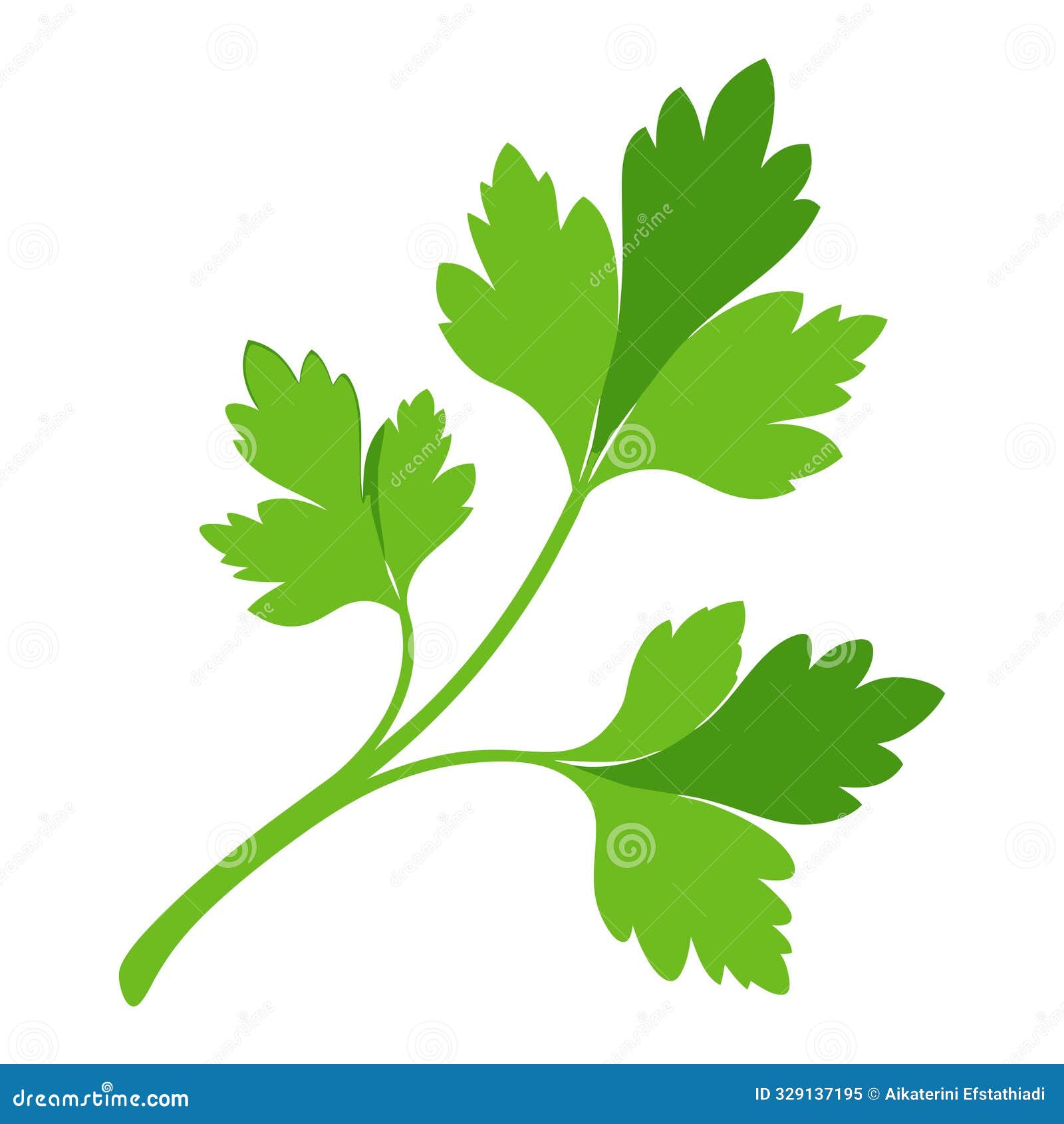Cilantro Vegetable for Cooking Meals. a Bright Element Isolated on ...