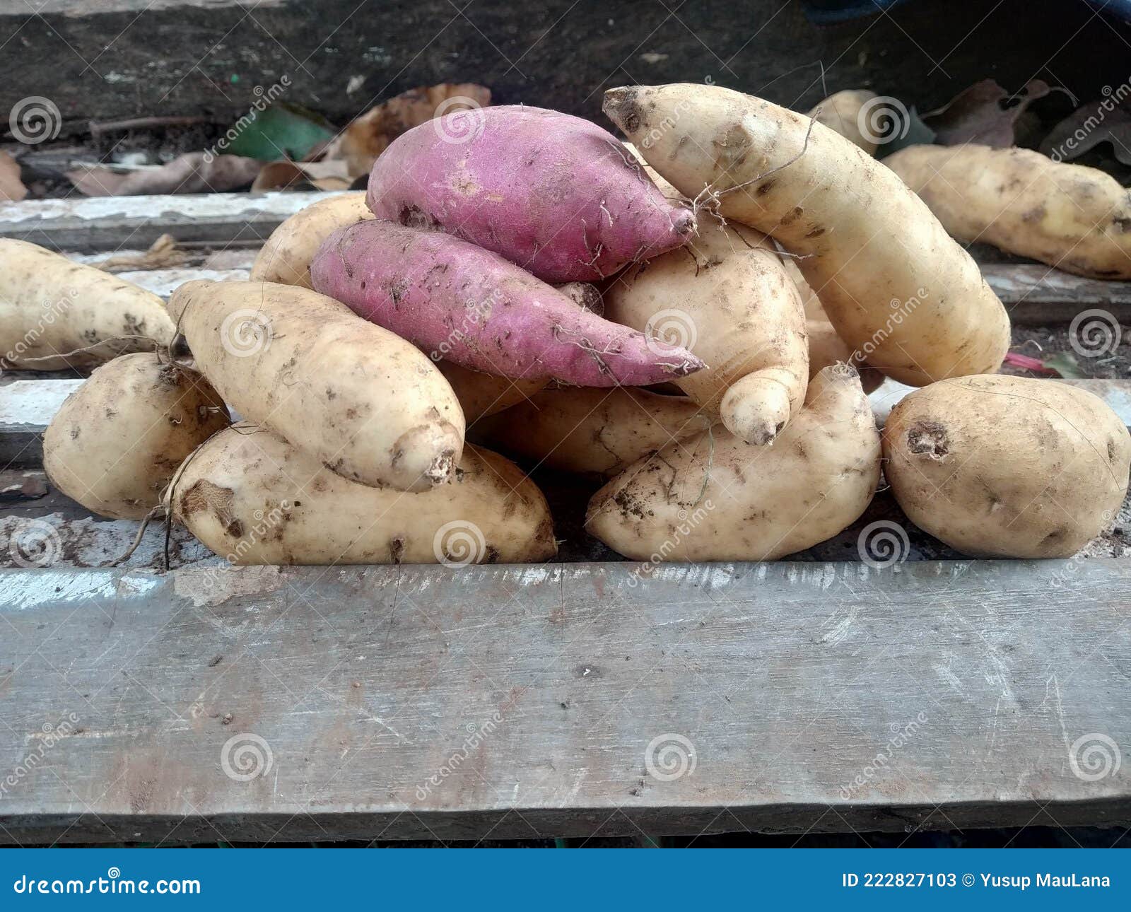 Cilembu Sweet Potato Fruit from Indonesia Stock Image - Image of ...