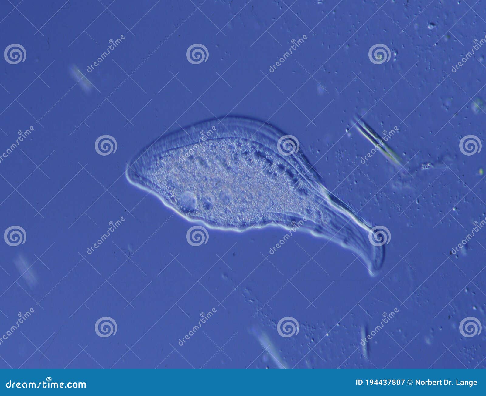 Ciliat in drops of water stock image. Image of ciliate - 194437807