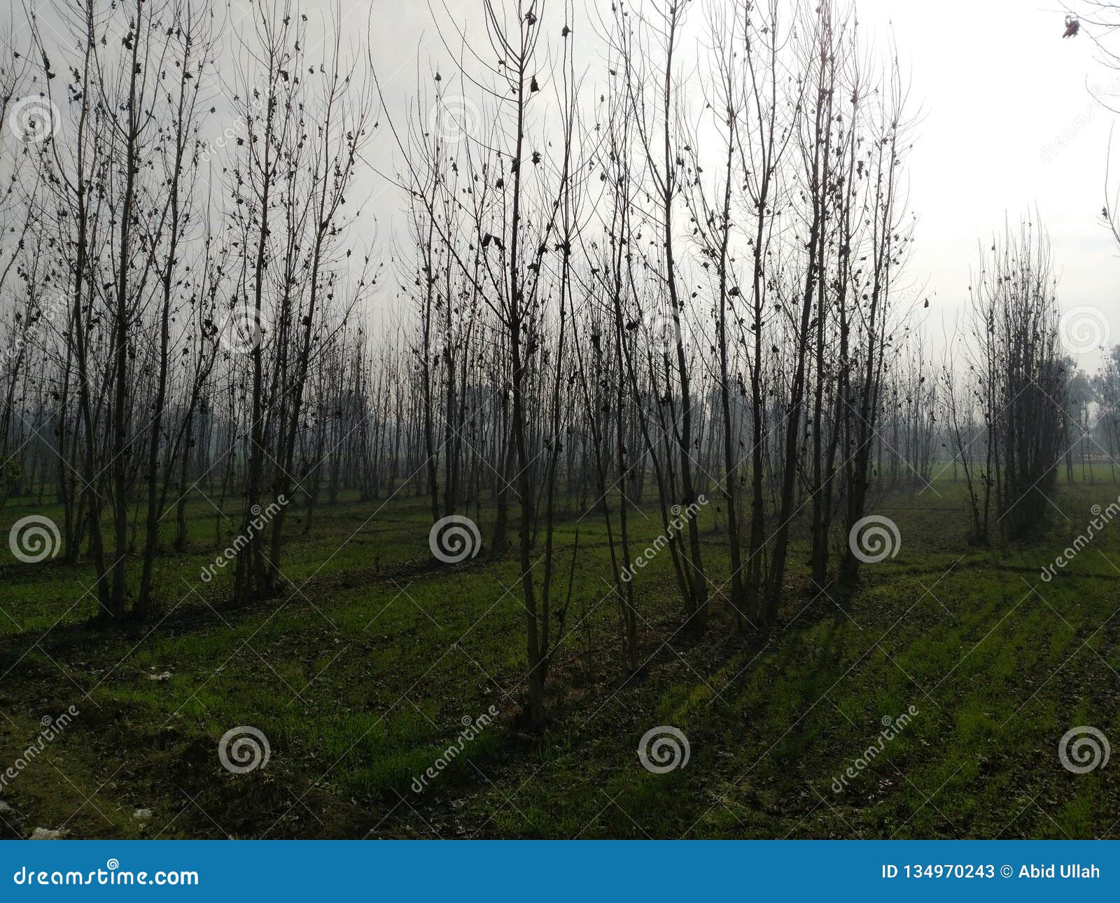 Ciliatas del Populus imagen de archivo. Imagen de corteza - 134970243