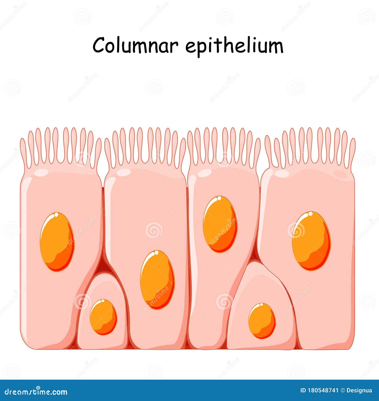 Ciliated Simple Columnar Epithelium Labeled Ciliated Simple Columnar Epithelium Labeled