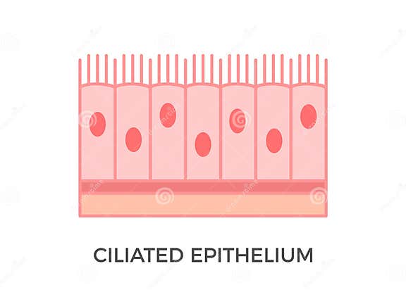 Ciliated Epithelium. Epithelial Tissue Types. Stock Vector ...