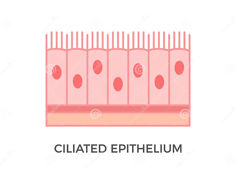 Ciliated Epithelium. Epithelial Tissue Types. Stock Vector ...