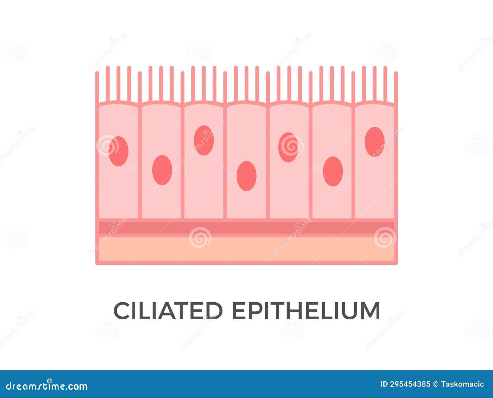 Ciliated Epithelium. Epithelial Tissue Types. Stock Vector ...