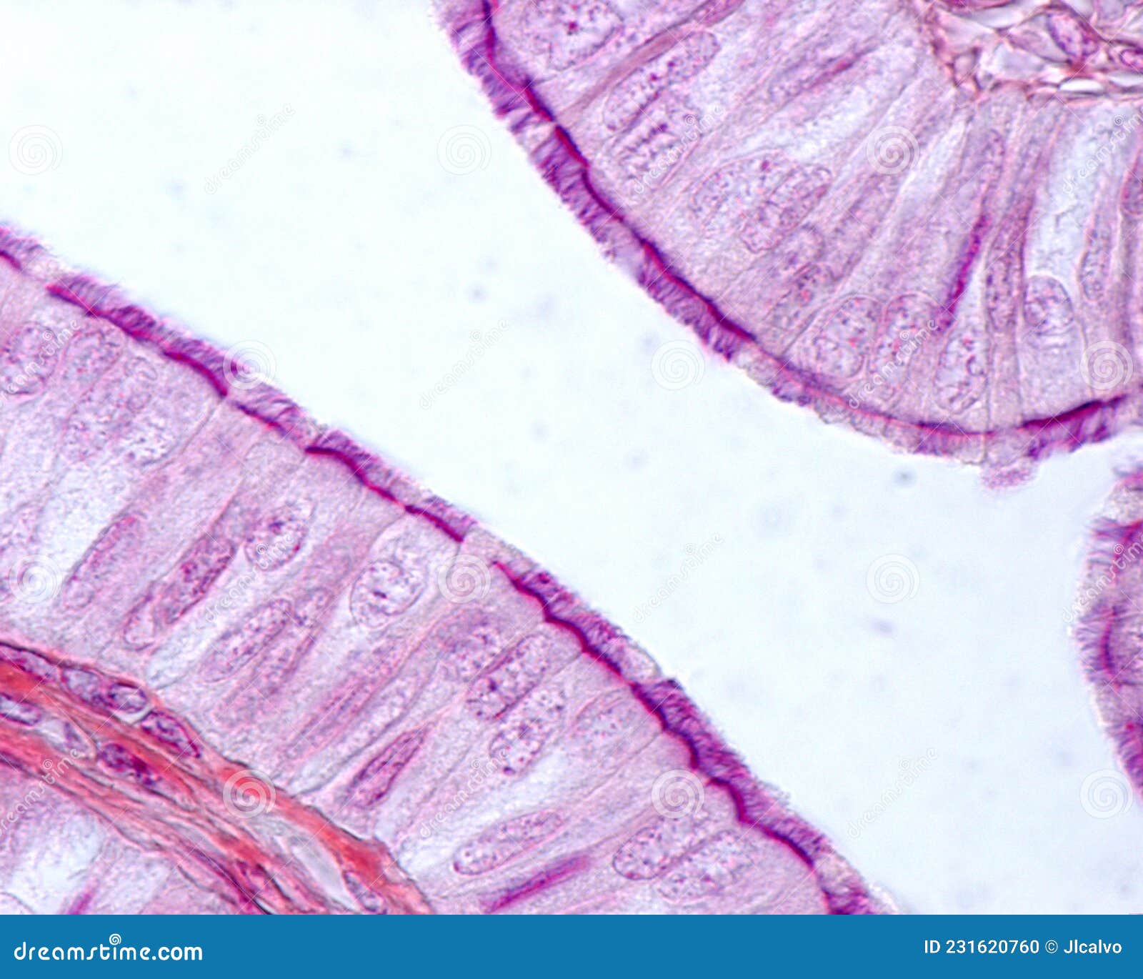 Ciliated Columnar Epithelium Stock Photography | CartoonDealer.com ... Ciliated Columnar Epithelium Stock Photography | CartoonDealer.com ...