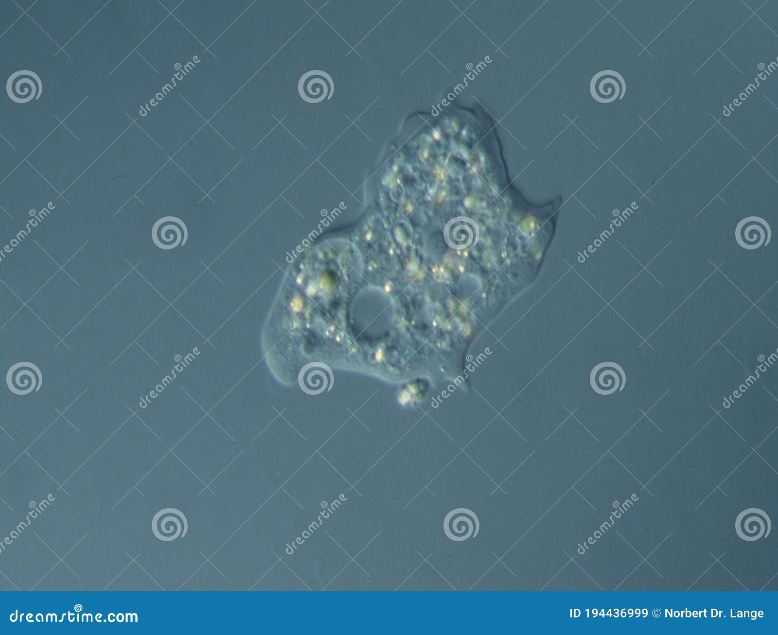 Ciliates and amoebas stock image. Image of pseudopodia - 194436999