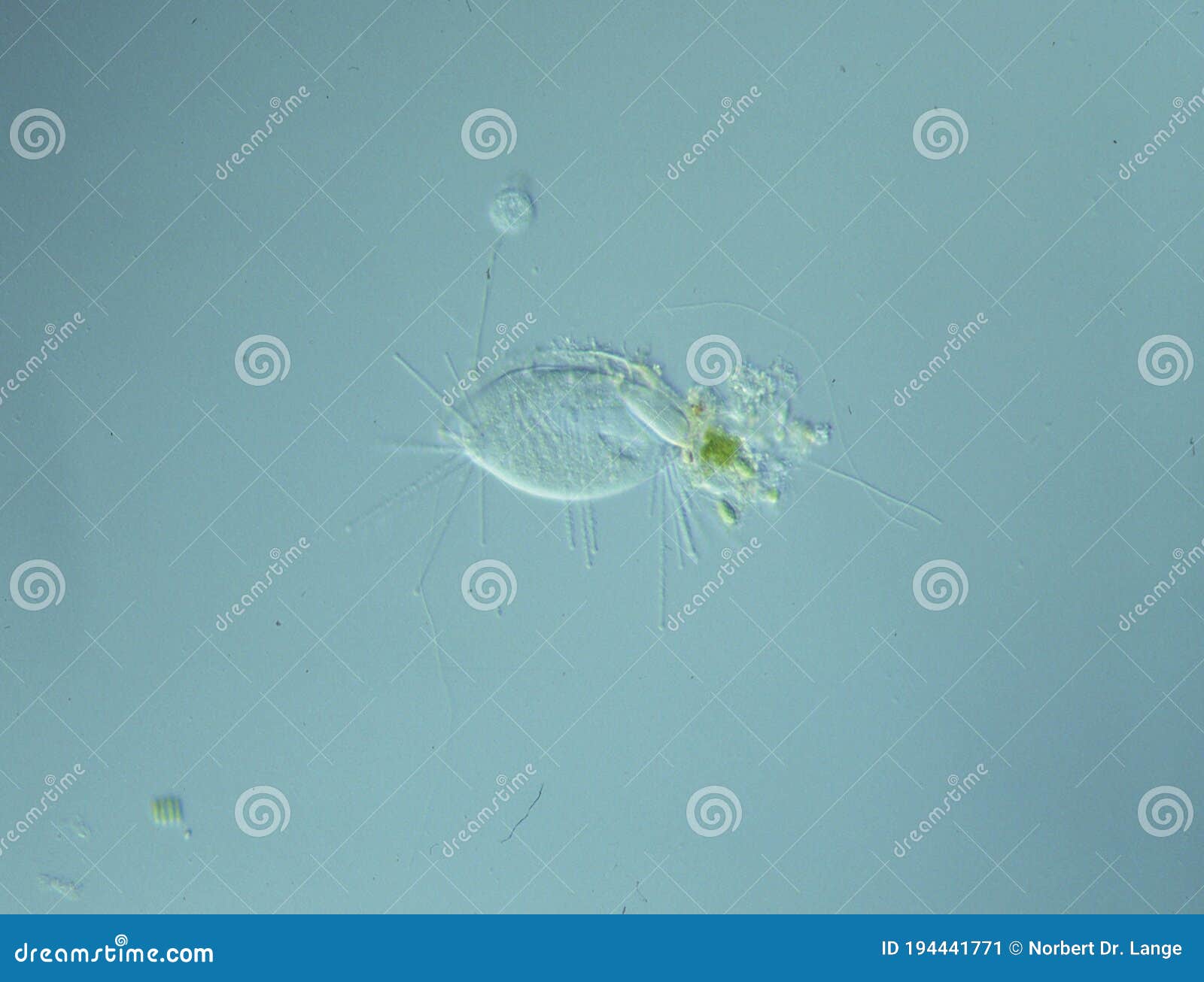 Ciliates Dans Les Gouttes D'eau Image stock - Image du microscope ...