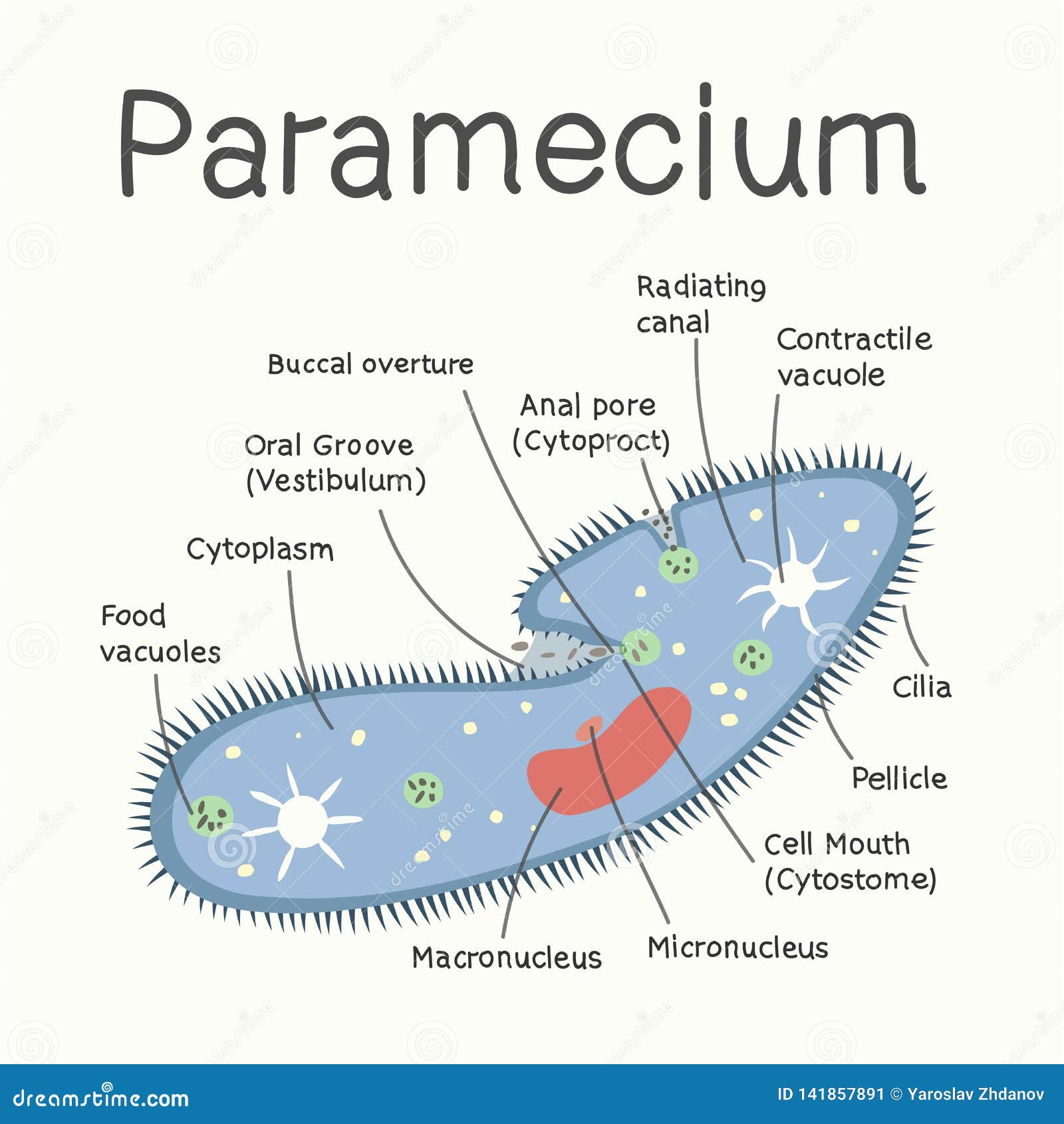 Ciliates - De Structuur Van Het Micro-organisme Vector Grafiek Vector ...