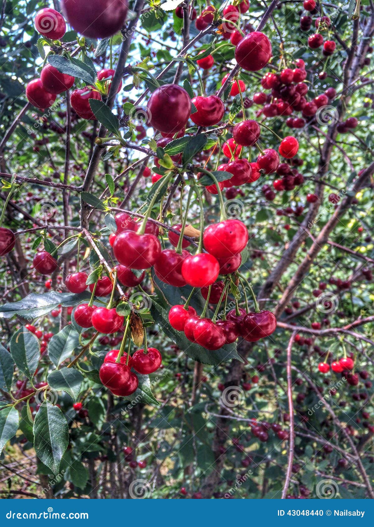 Ciliegia due fotografia stock. Immagine di rosso, scuro - 43048440