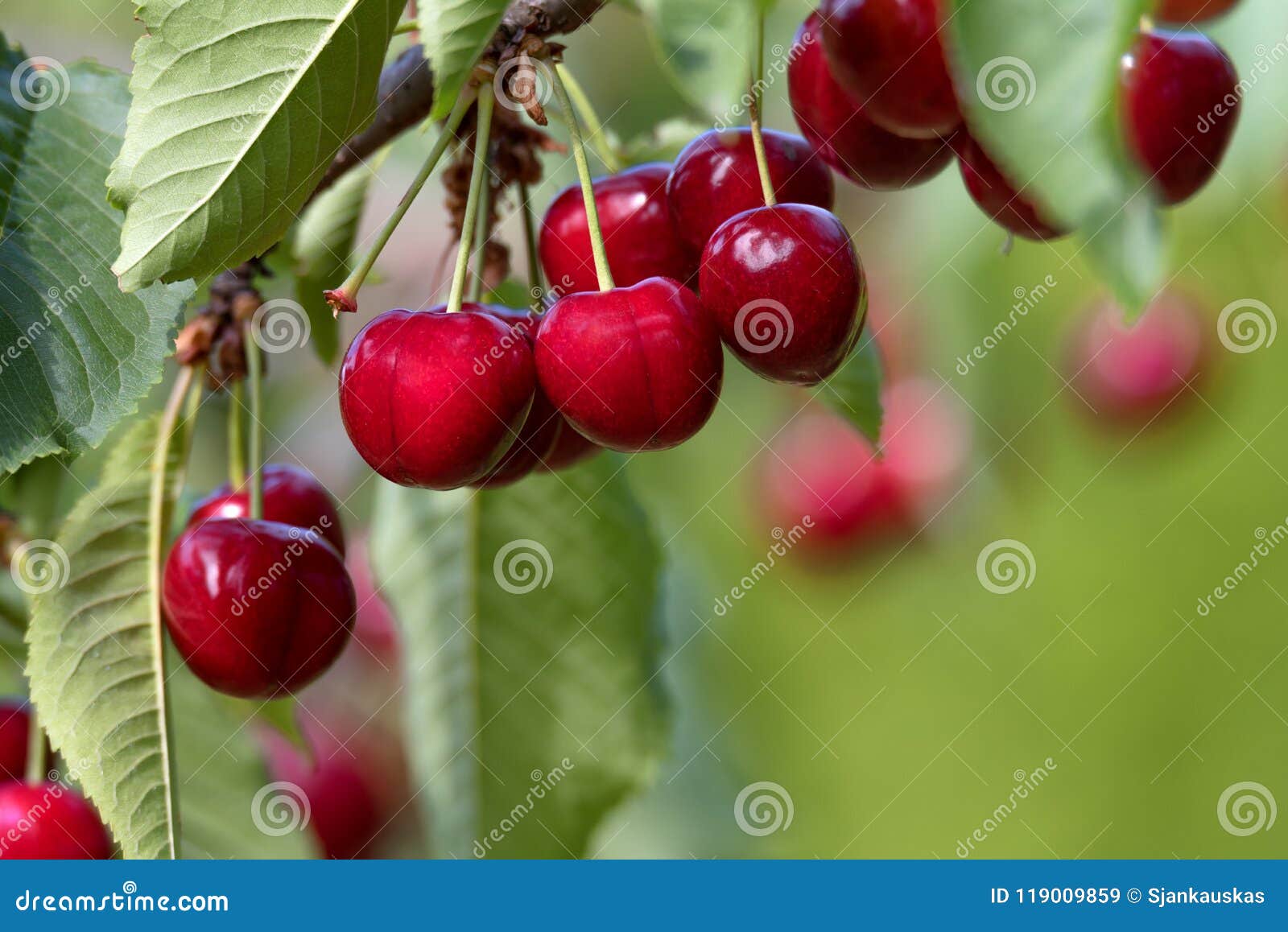 Ciliegie Su Un Ramo Di Albero Immagine Stock - Immagine di giardinaggio ...