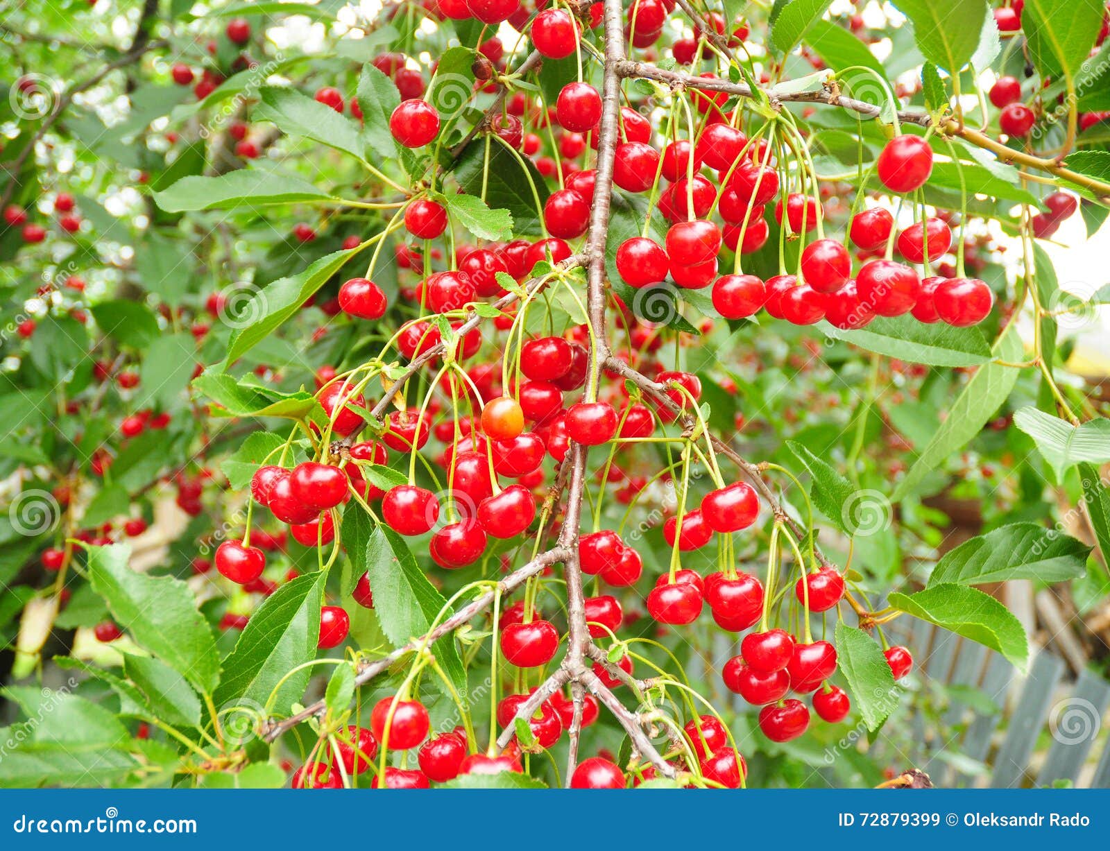 Ciliegio Con Le Ciliege Rosse Acide Mature Un Ciliegio Immagine Stock ...