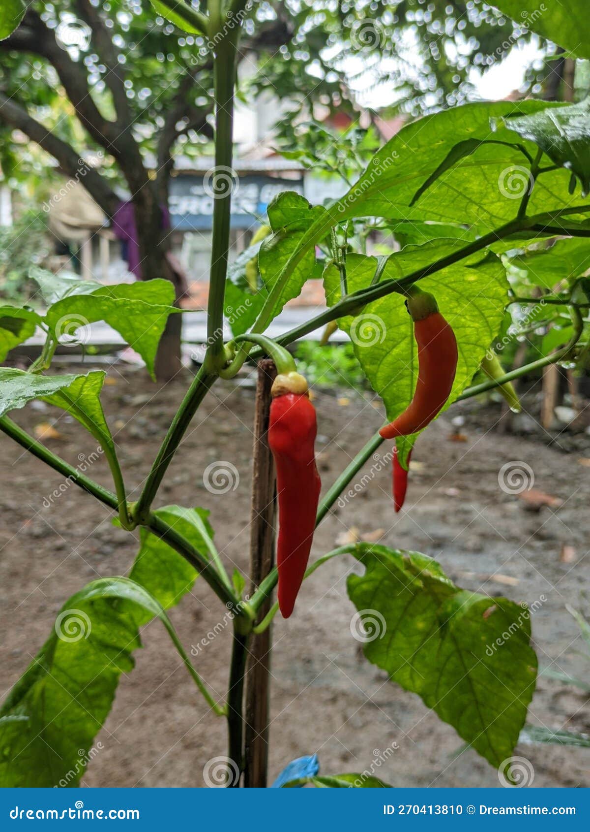 Cilli stock photo. Image of nature, plant, autumn, branch - 270413810