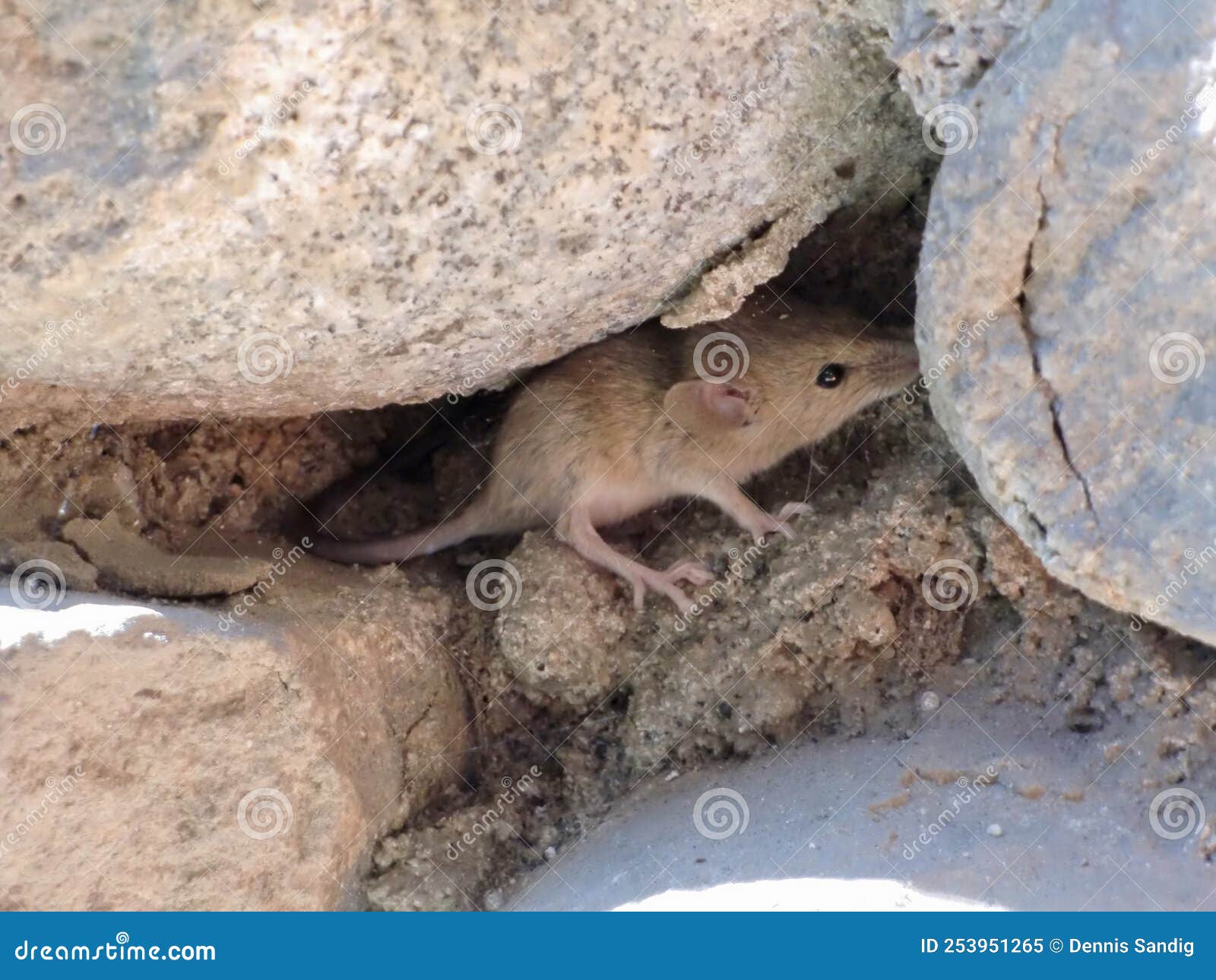 A mouse hiding in a Wall stock image. Image of mouse - 253951265